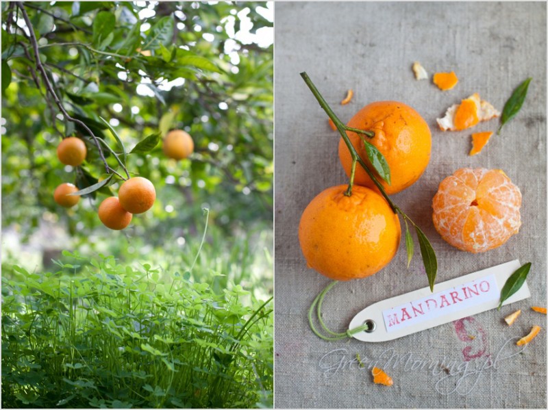 Odmiamy pomarańczy i gatunki cytrusów