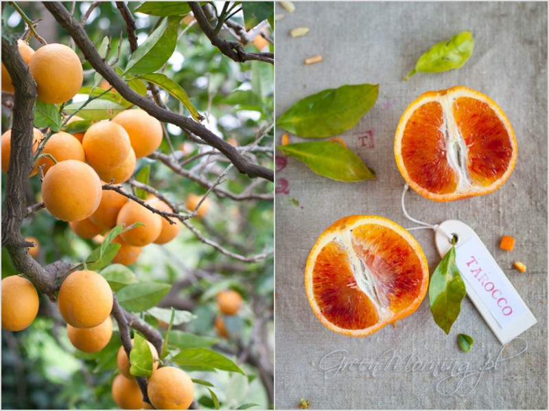 Odmiamy pomarańczy i gatunki cytrusów