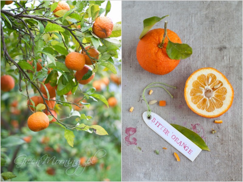 Odmiamy pomarańczy i gatunki cytrusów