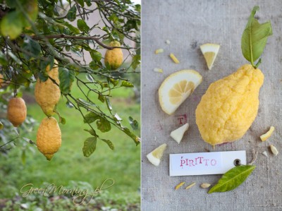 Odmiamy pomarańczy i gatunki cytrusów