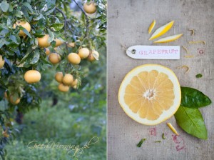 Odmiamy pomarańczy i gatunki cytrusów