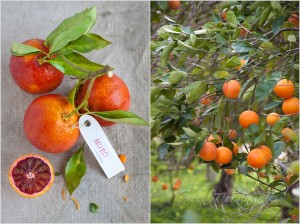 Odmiamy pomarańczy i gatunki cytrusów